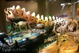 Perot Museum of Nature and Science Dallas World's Largest Dinosaurs
